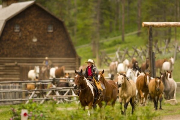 Horseback Riding - Montana Adventures | 320 Guest Ranch